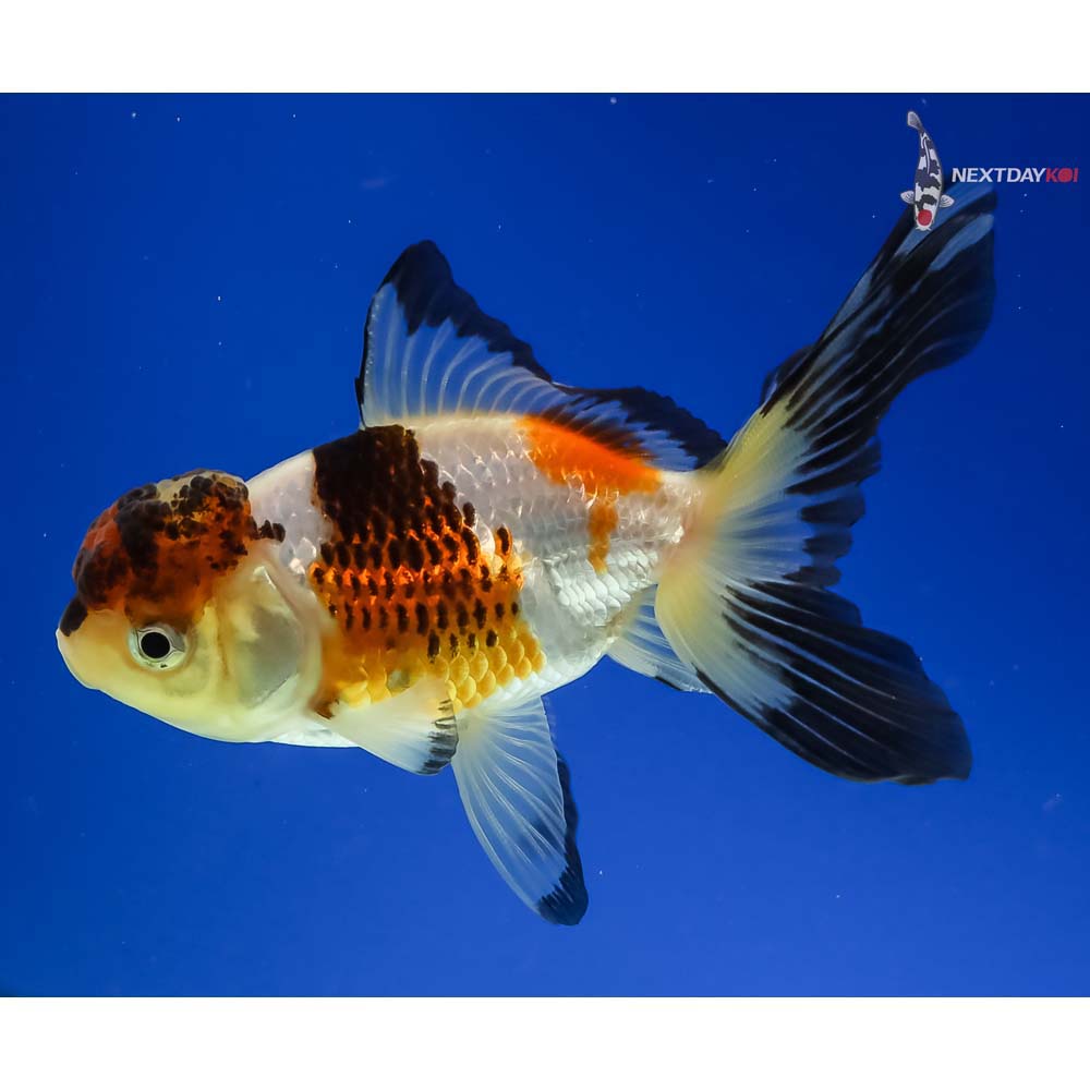 4” Imported Tri Color Panda Oranda | Koi Fish For Sale