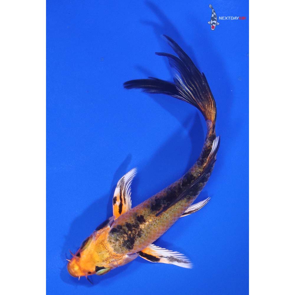 Bekko Koi Fish For Sale | Next Day Koi