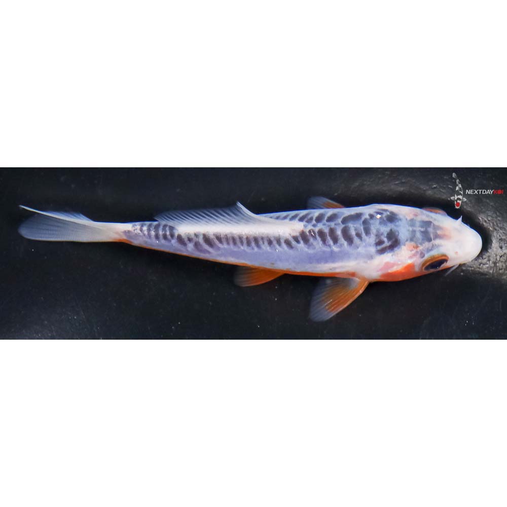 4” Imported Shusui | Koi Fish For Sale