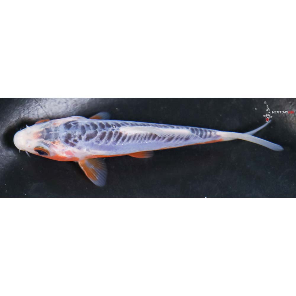 4” Imported Shusui | Koi Fish For Sale