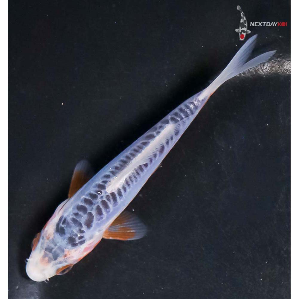 4” Imported Shusui | Koi Fish For Sale