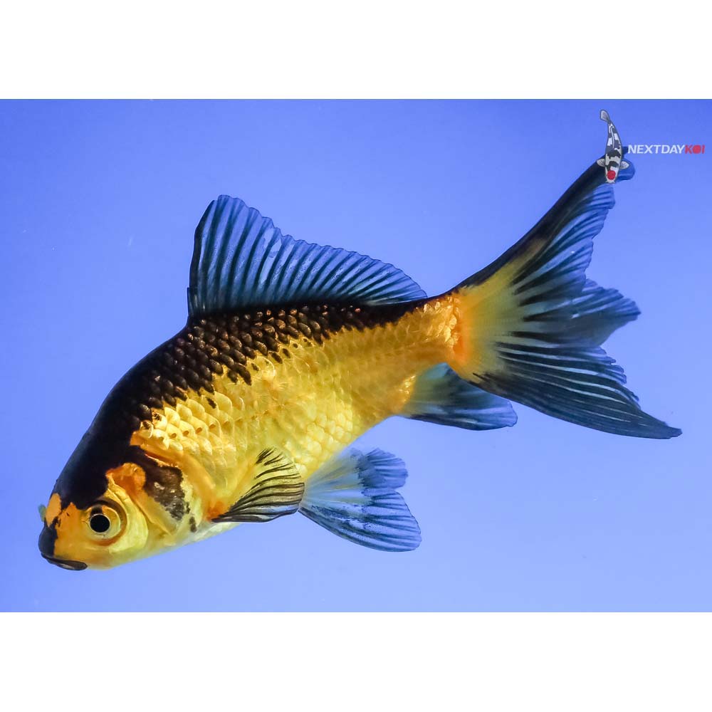 3.5” Imported Male Yellow and Black Wakin | Koi Fish For Sale