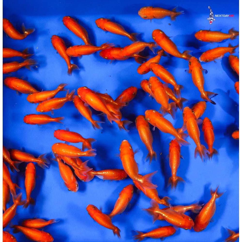 2.5-3" Imported Red Ranchu Goldfish | Koi Fish For Sale