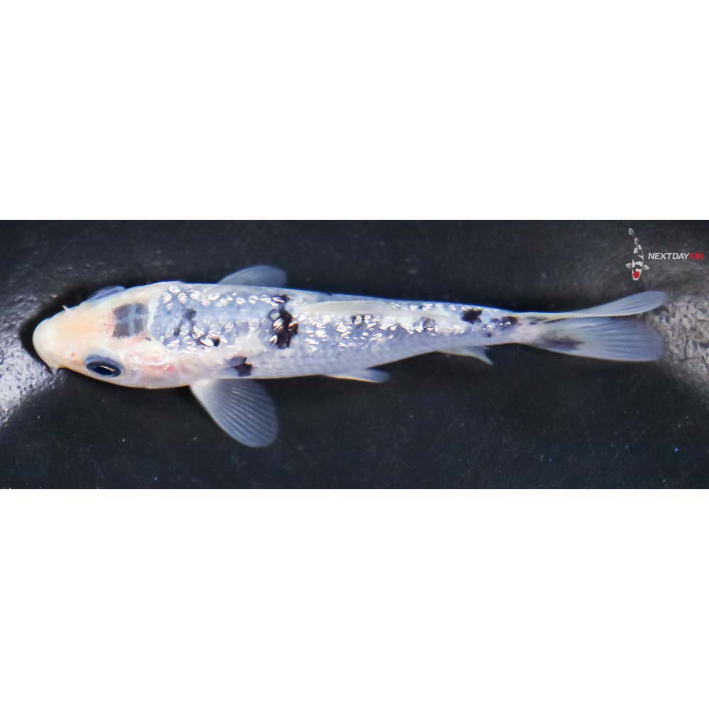 4” Imported Gin Rin Shiro Bekko | Koi Fish For Sale