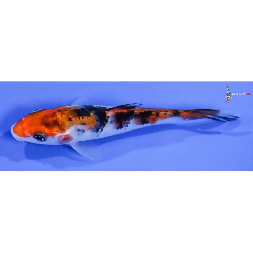 4” Imported Sanke | Koi Fish For Sale