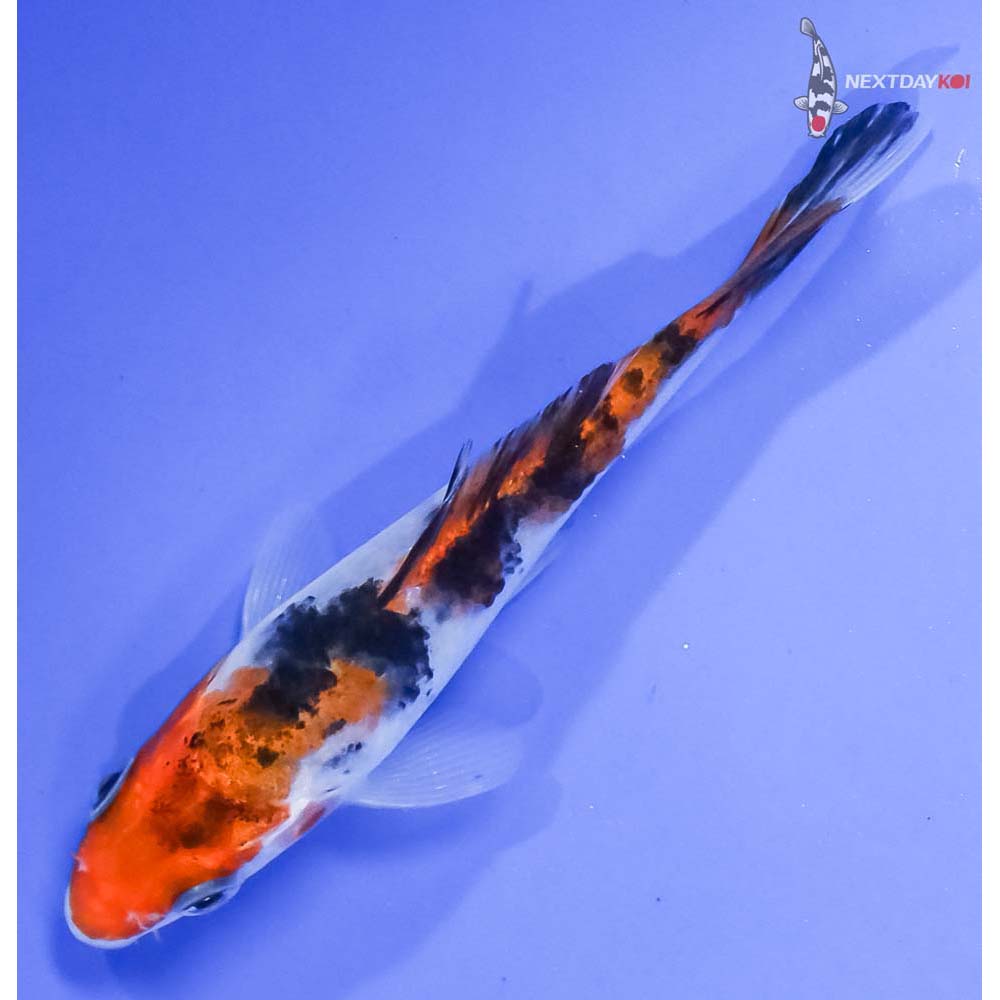 4” Imported Sanke | Koi Fish For Sale