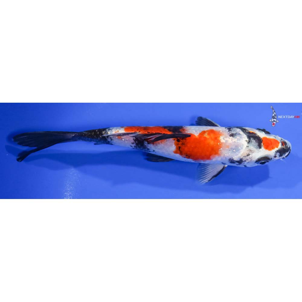 7” Imported Kin Showa | Koi Fish For Sale