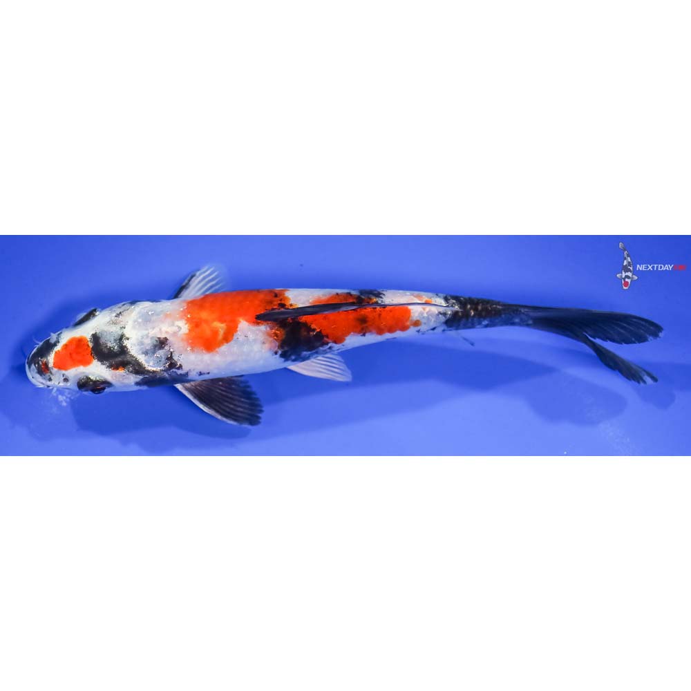 7” Imported Kin Showa | Koi Fish For Sale