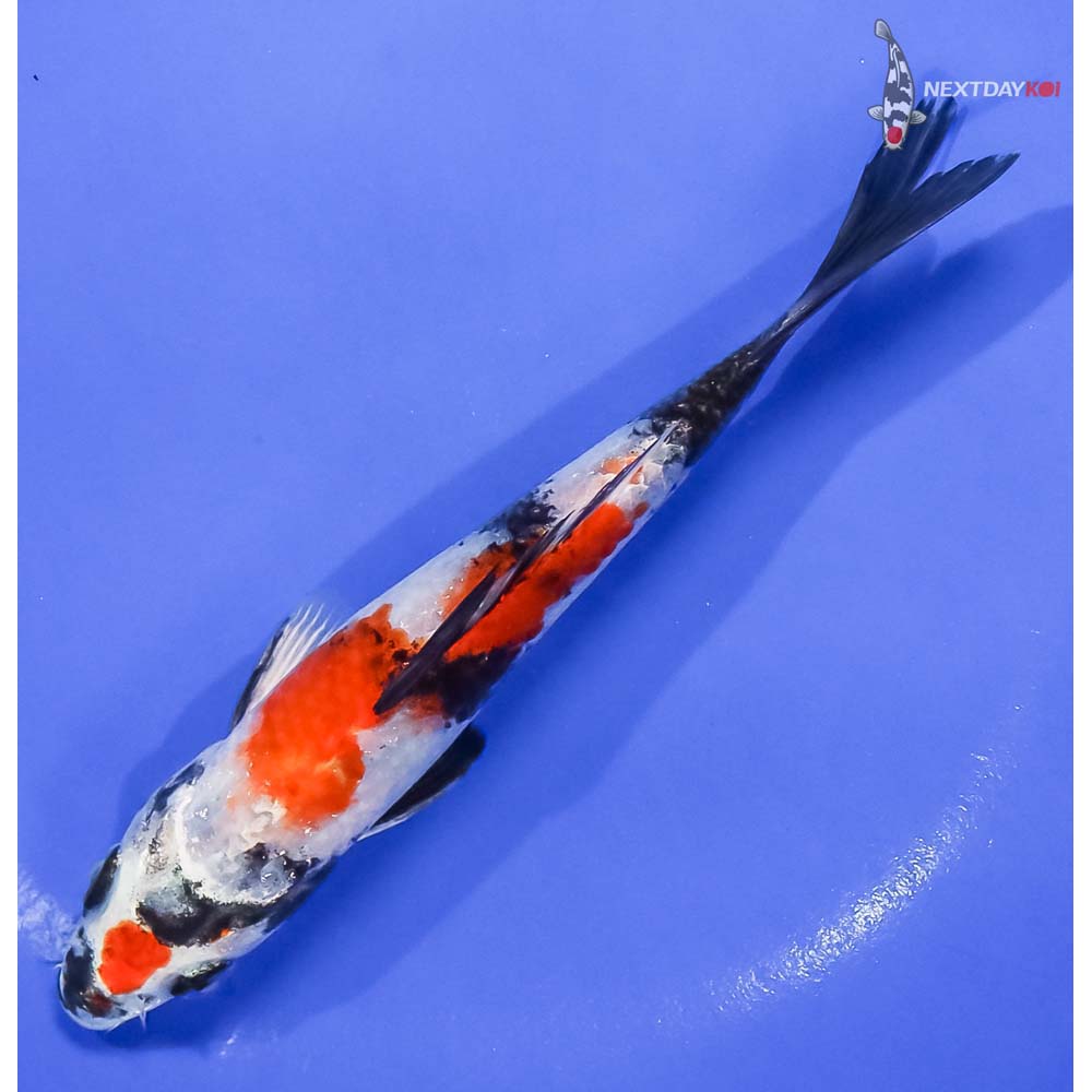 7” Imported Kin Showa | Koi Fish For Sale