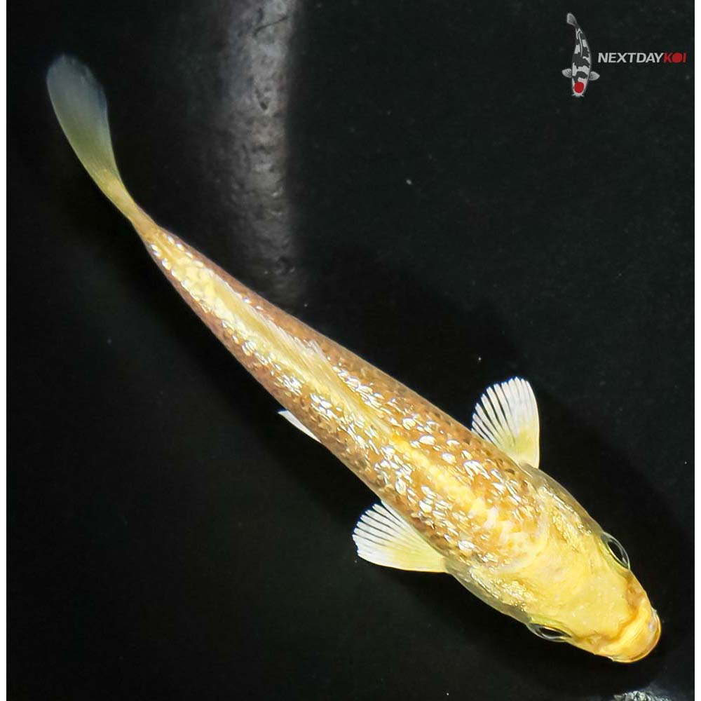 4” Imported Gin Rin Yamabuki Ogon | Koi Fish For Sale