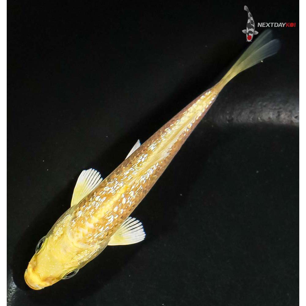 4” Imported Gin Rin Yamabuki Ogon | Koi Fish For Sale
