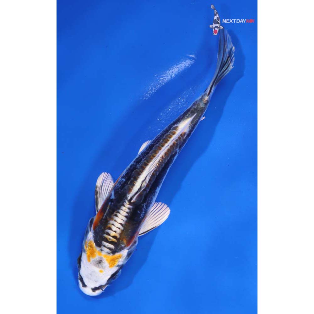 5” Imported Kin Kikokuryu | Koi Fish For Sale