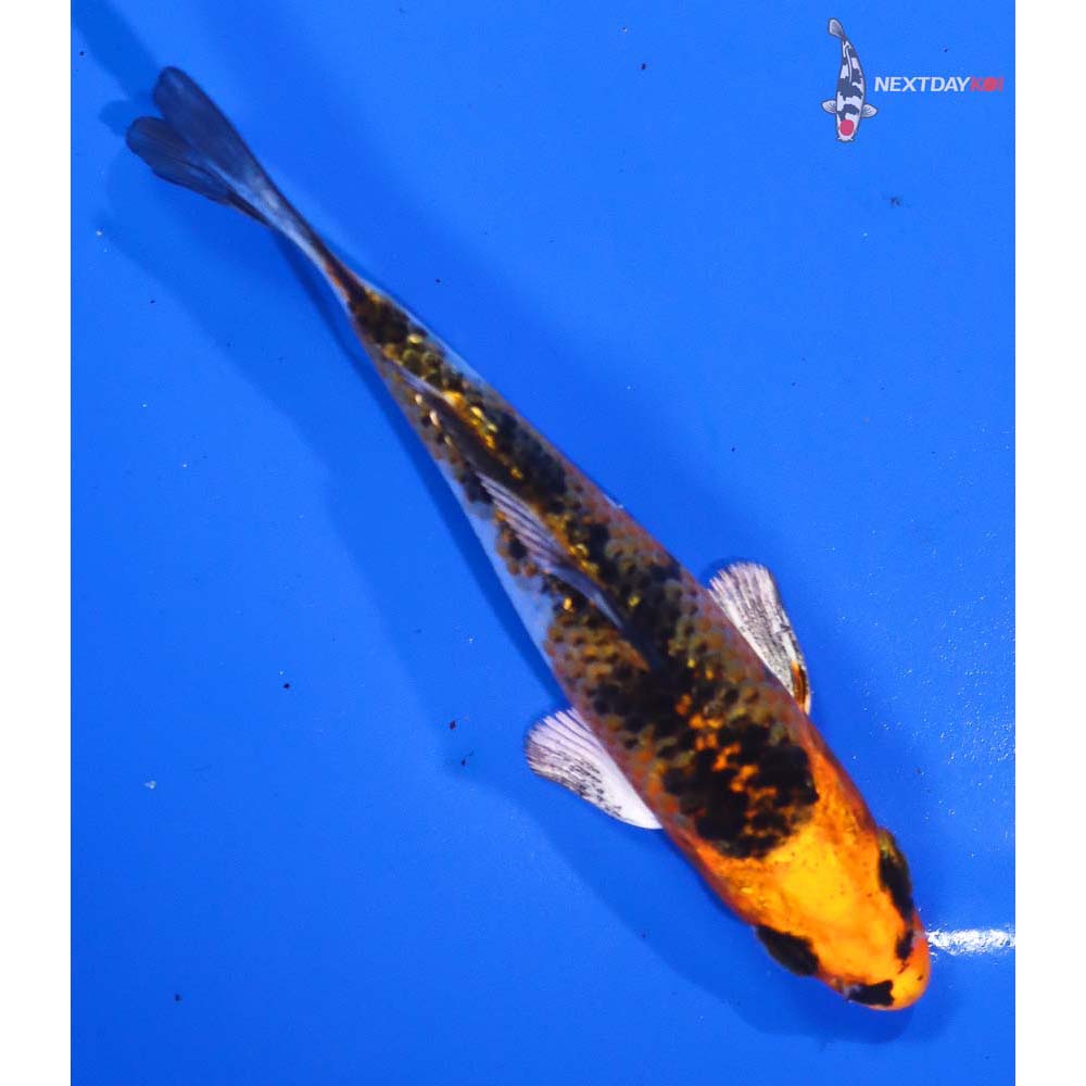 3.5” Imported Gin Rin Yamato Nishiki | Koi Fish For Sale