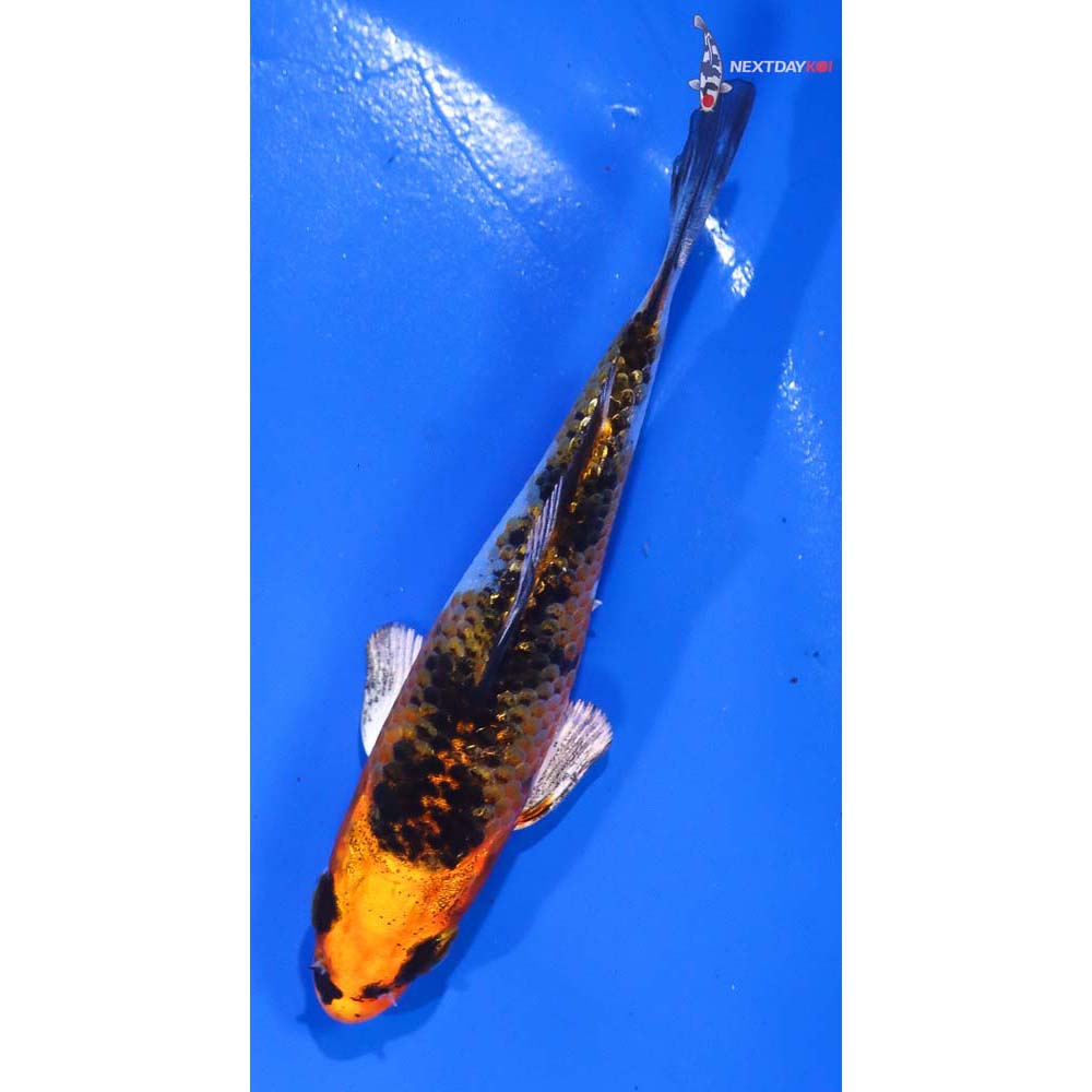 3.5” Imported Gin Rin Yamato Nishiki | Koi Fish For Sale
