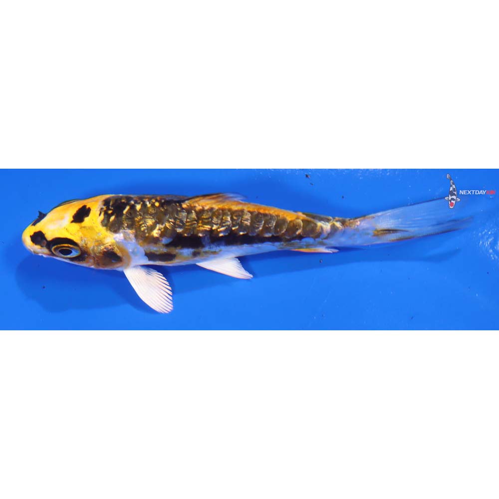 4” Imported Gin Rin Kin Kikokuryu | Koi Fish For Sale