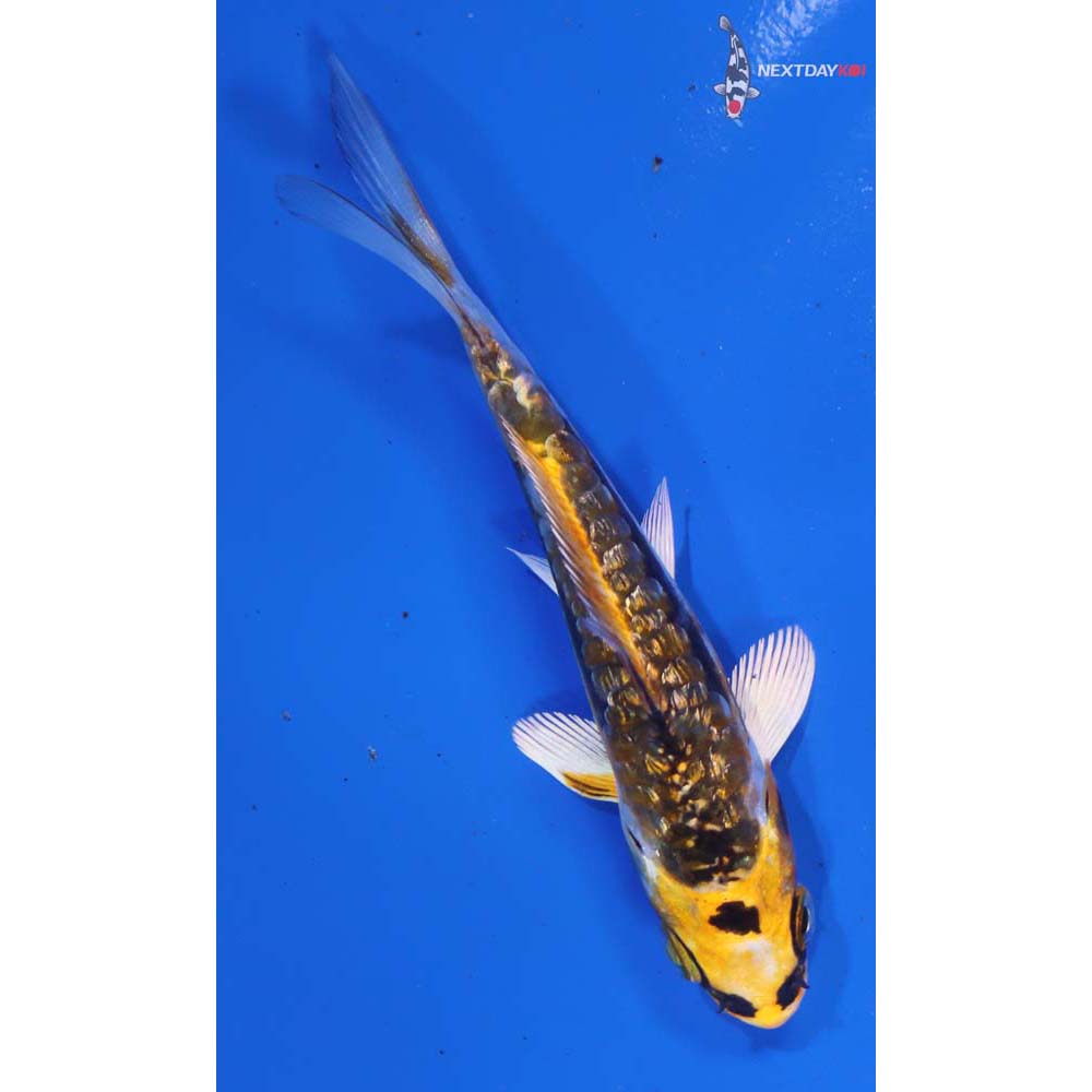4” Imported Gin Rin Kin Kikokuryu | Koi Fish For Sale