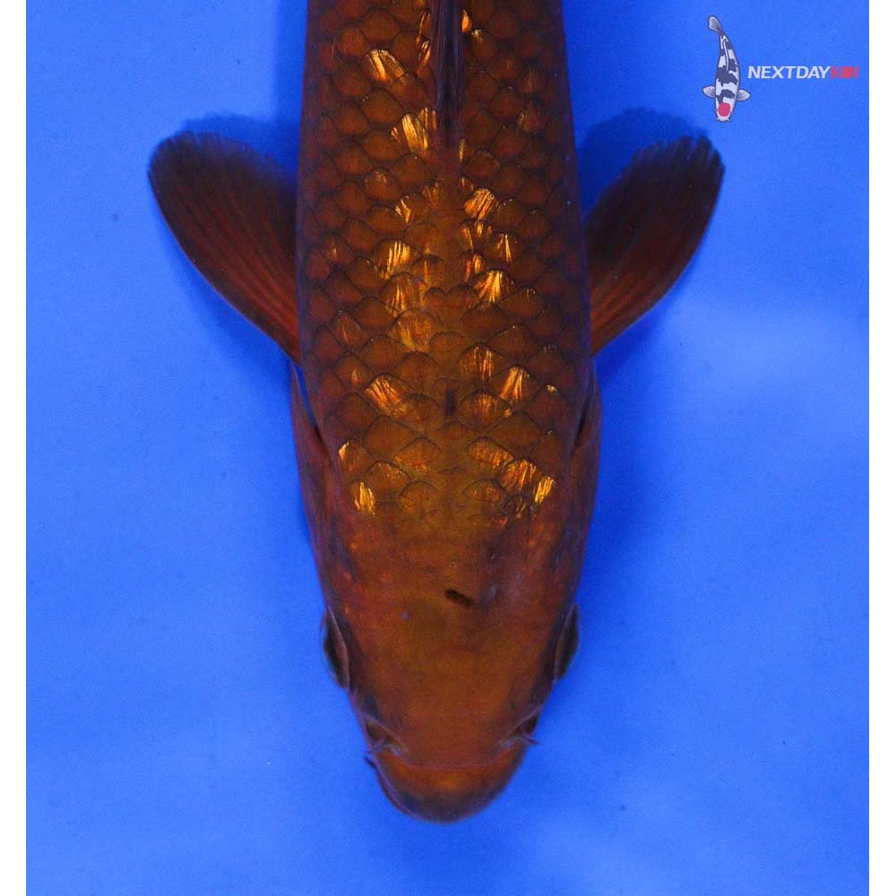 8” Imported Gin Rin Chagoi | Koi Fish For Sale