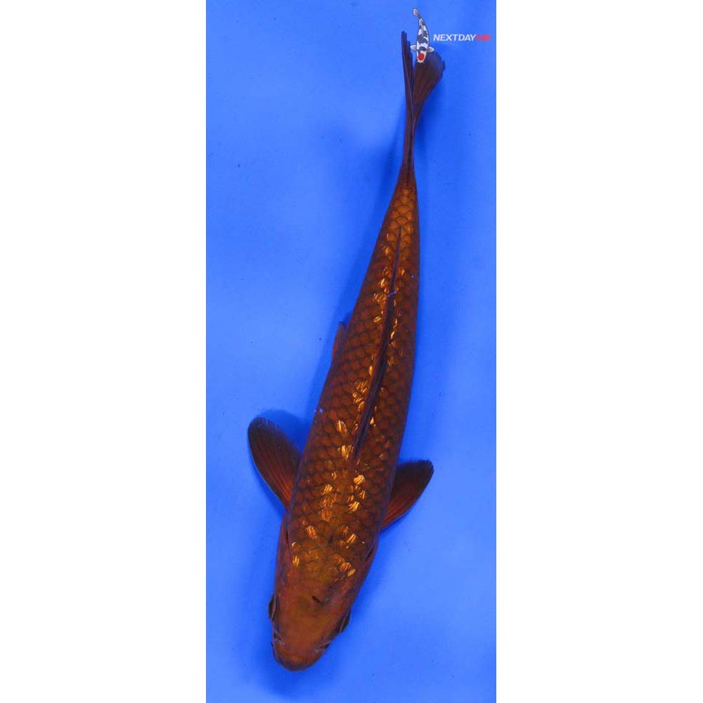 8” Imported Gin Rin Chagoi | Koi Fish For Sale
