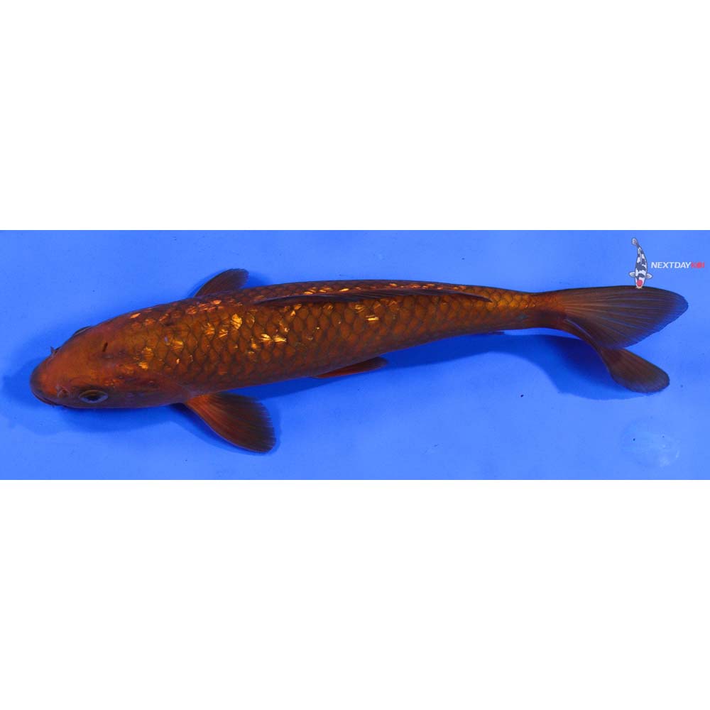 8” Imported Gin Rin Chagoi | Koi Fish For Sale