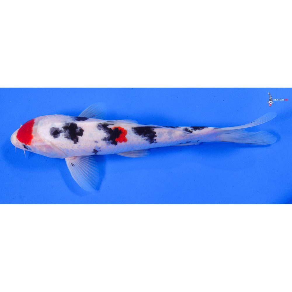 9” Sanke | Koi Fish For Sale