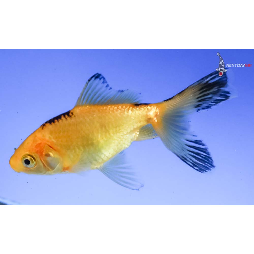 3.5” Imported Yellow and Black Wakin | Koi Fish For Sale