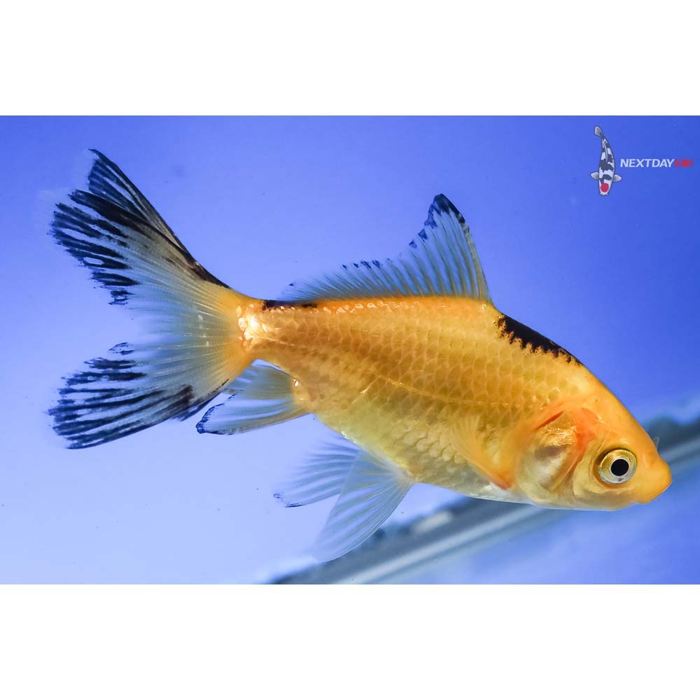 3.5” Imported Yellow and Black Wakin | Koi Fish For Sale