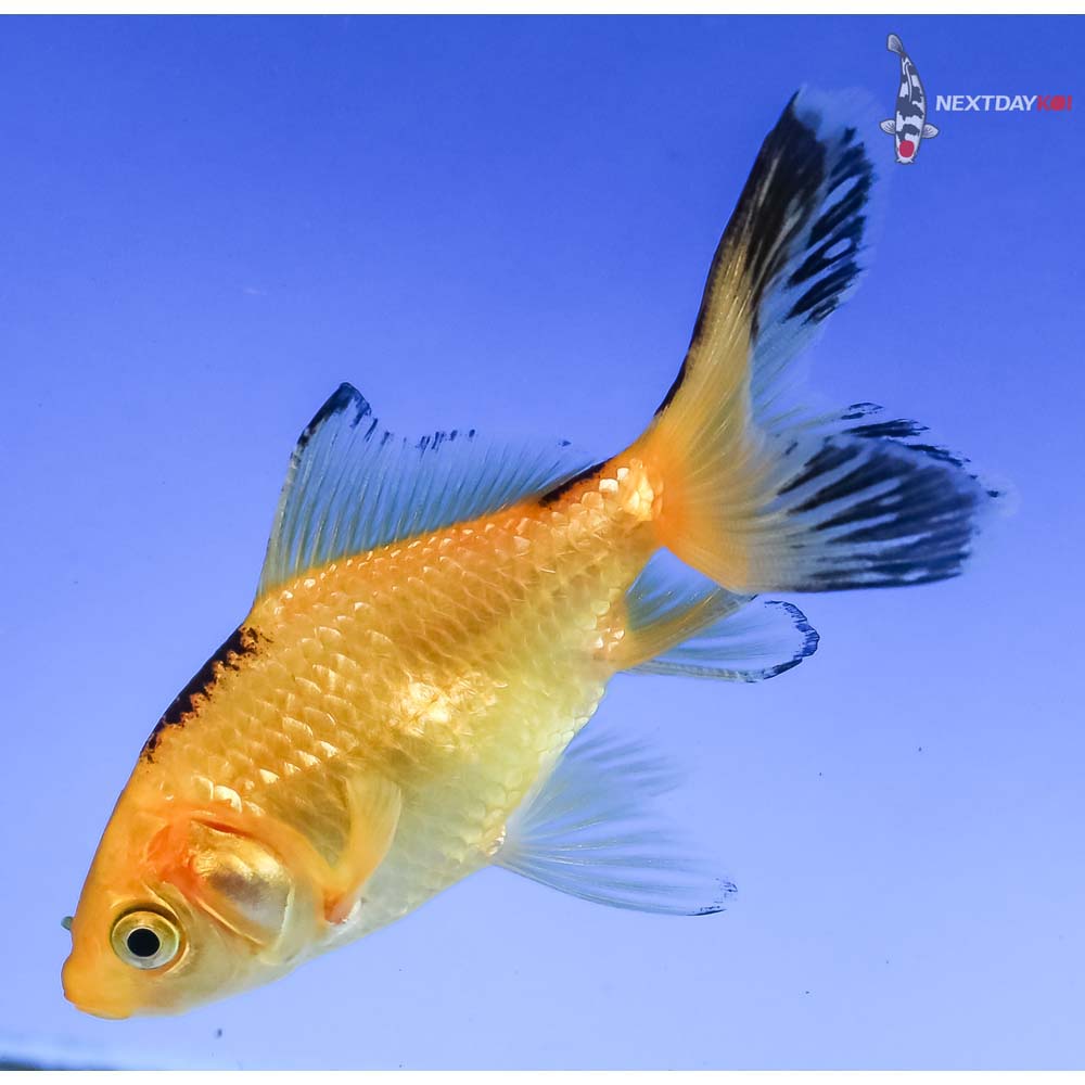 3.5” Imported Yellow and Black Wakin | Koi Fish For Sale
