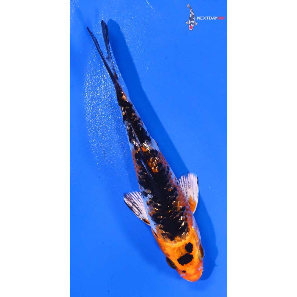 3.5” Imported Gin Rin Yamato Nishiki | Koi Fish For Sale
