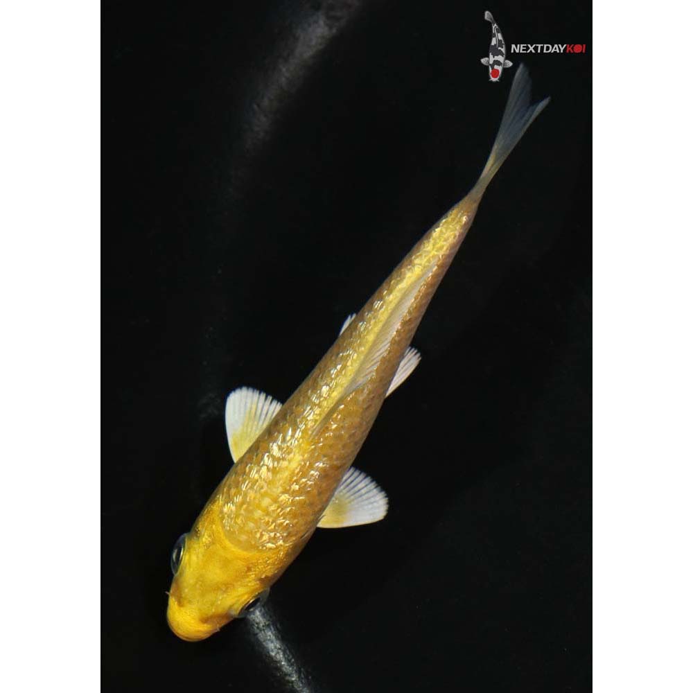 3.5” Imported Gin Rin Yamabuki Ogon | Koi Fish For Sale