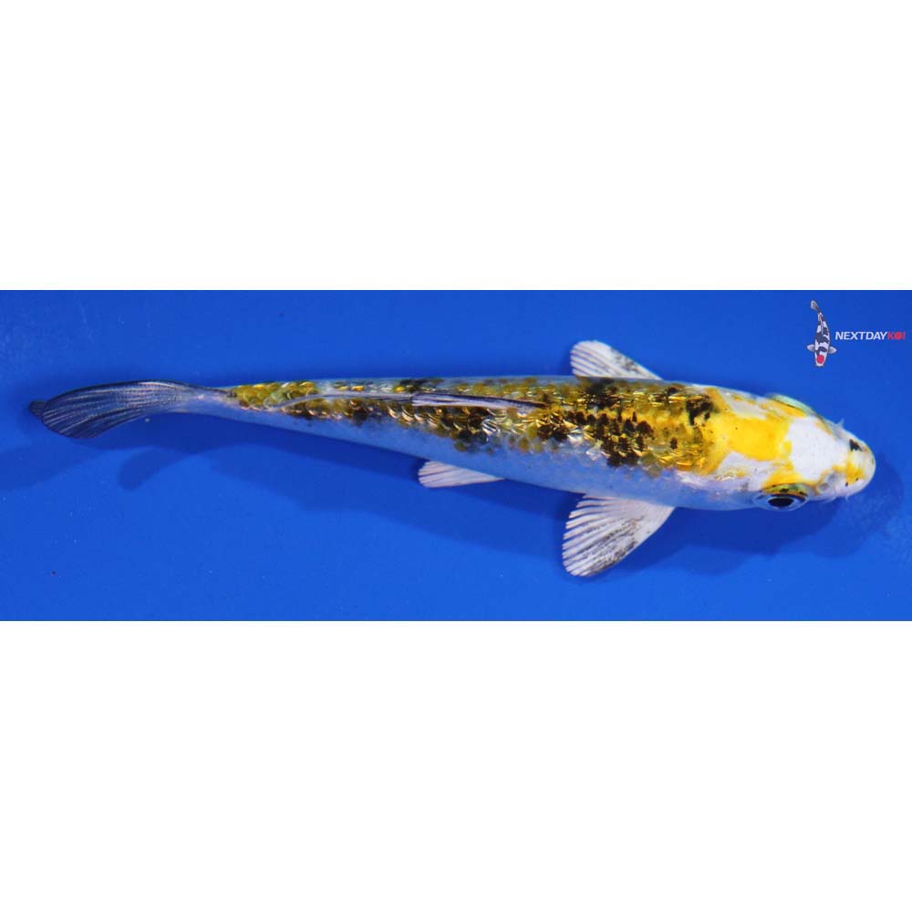 4” Imported Gin Rin Yamato Nishiki | Koi Fish For Sale