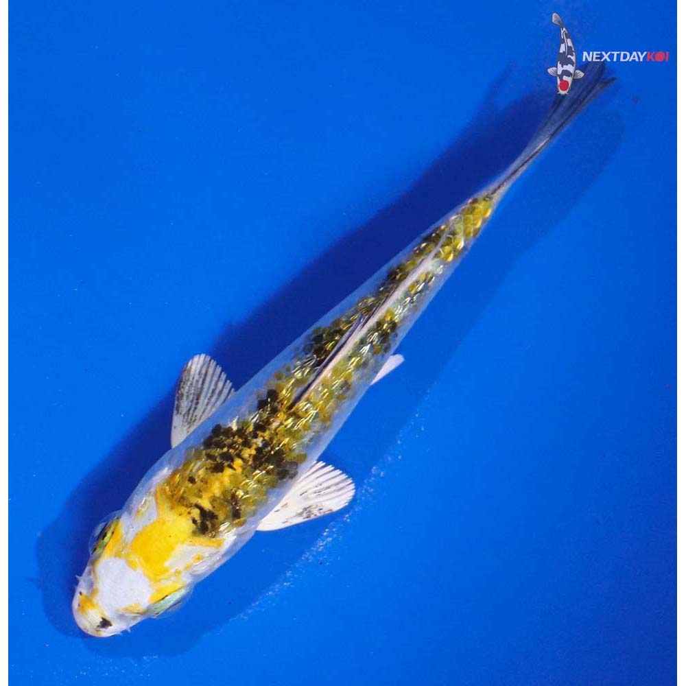 4” Imported Gin Rin Yamato Nishiki | Koi Fish For Sale