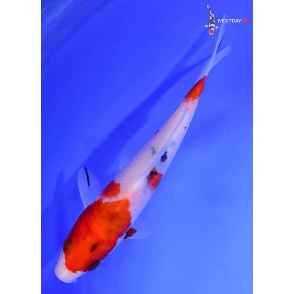 6” Imported Sanke | Koi Fish For Sale