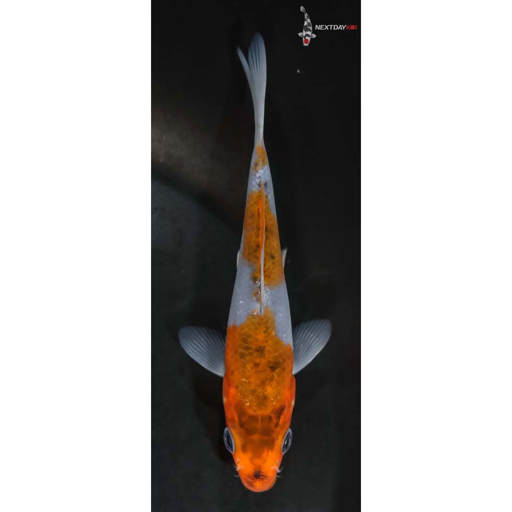 Koromo Koi Fish For Sale | Next Day Koi
