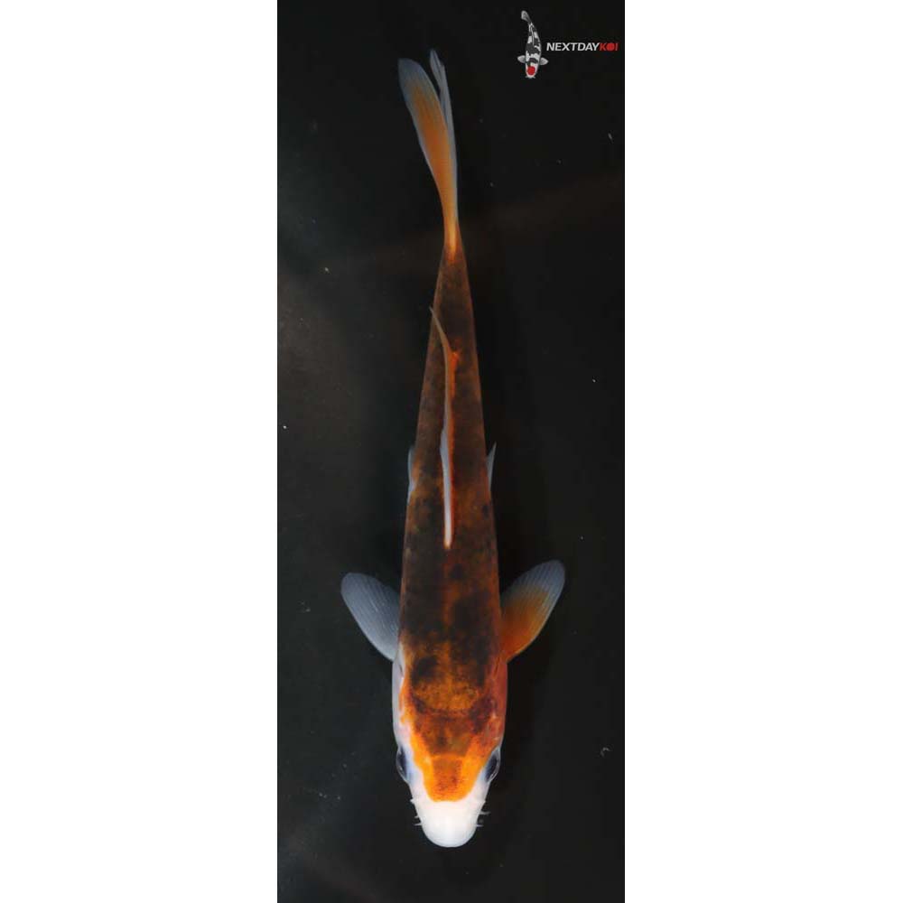 Koromo Koi Fish For Sale | Next Day Koi