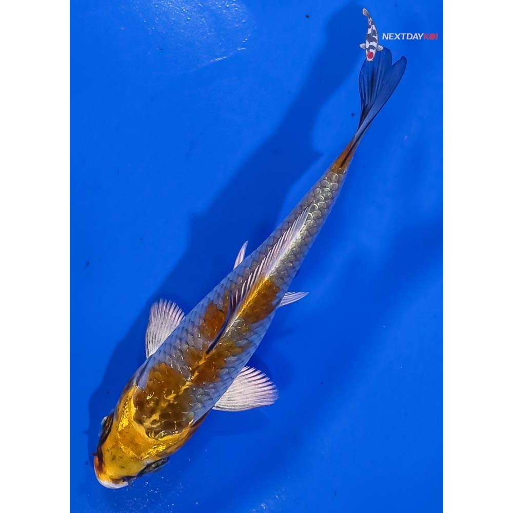 4.5” Imported Kujaku | Koi Fish For Sale