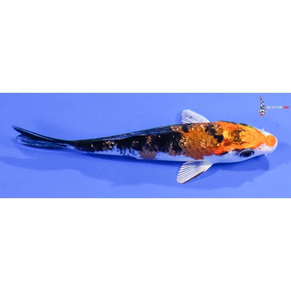4” Imported Gin Rin Yamato Nishiki | Koi Fish For Sale