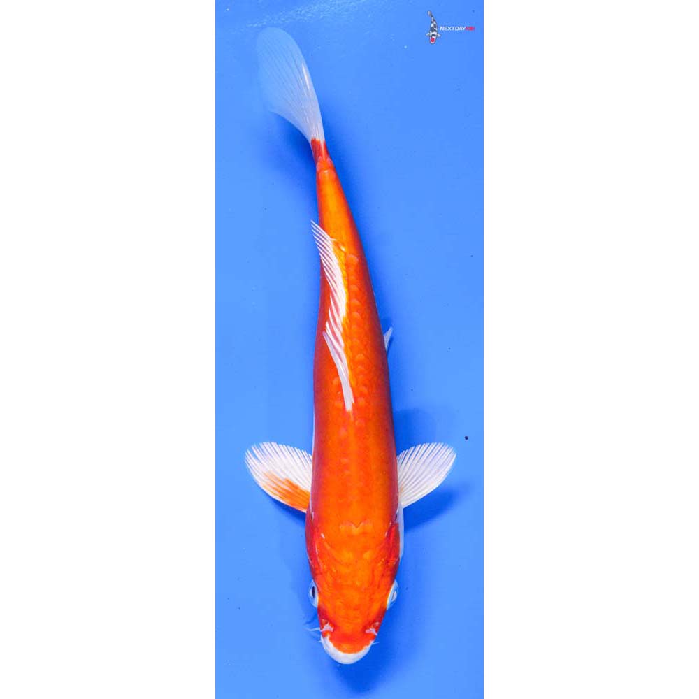 Kikusui Koi Fish For Sale | Next Day Koi