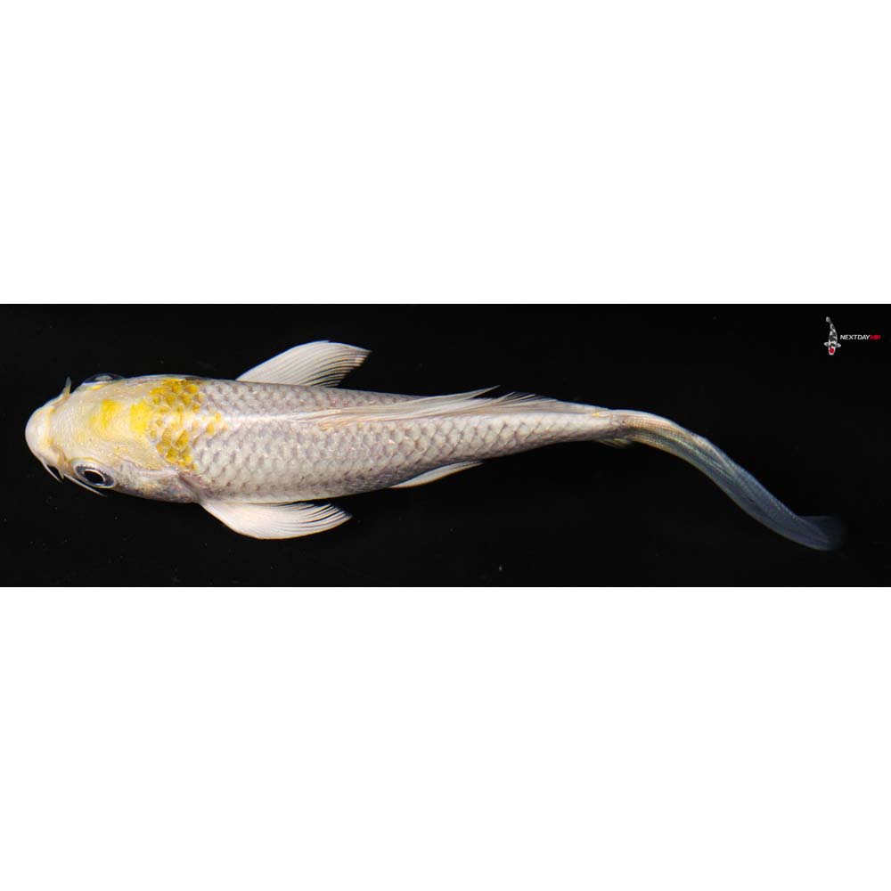 5” Imported Lemon Hariwake Butterfly Koi | Koi Fish For Sale