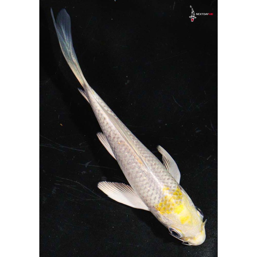5” Imported Lemon Hariwake Butterfly Koi | Koi Fish For Sale