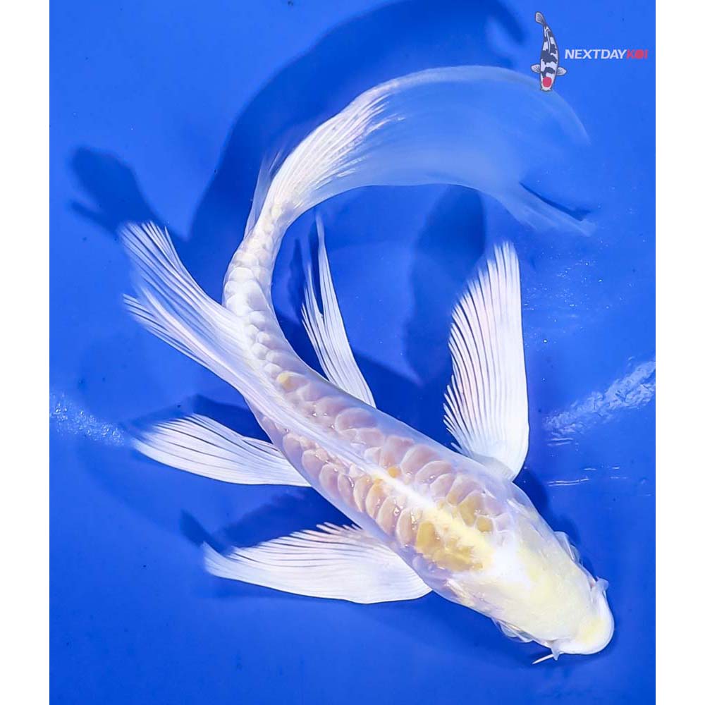 5” Imported Doitsu Lemon Hariwake Butterfly Koi | Koi Fish For Sale