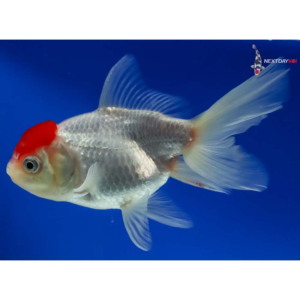 4.5” Imported Redcap Oranda | Koi Fish For Sale