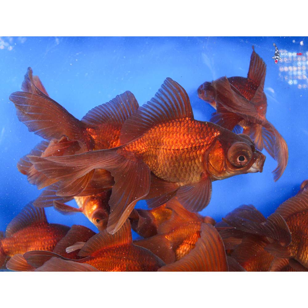 4-5" Imported Chocolate Butterfly Fantail Goldfish | Next Day Koi