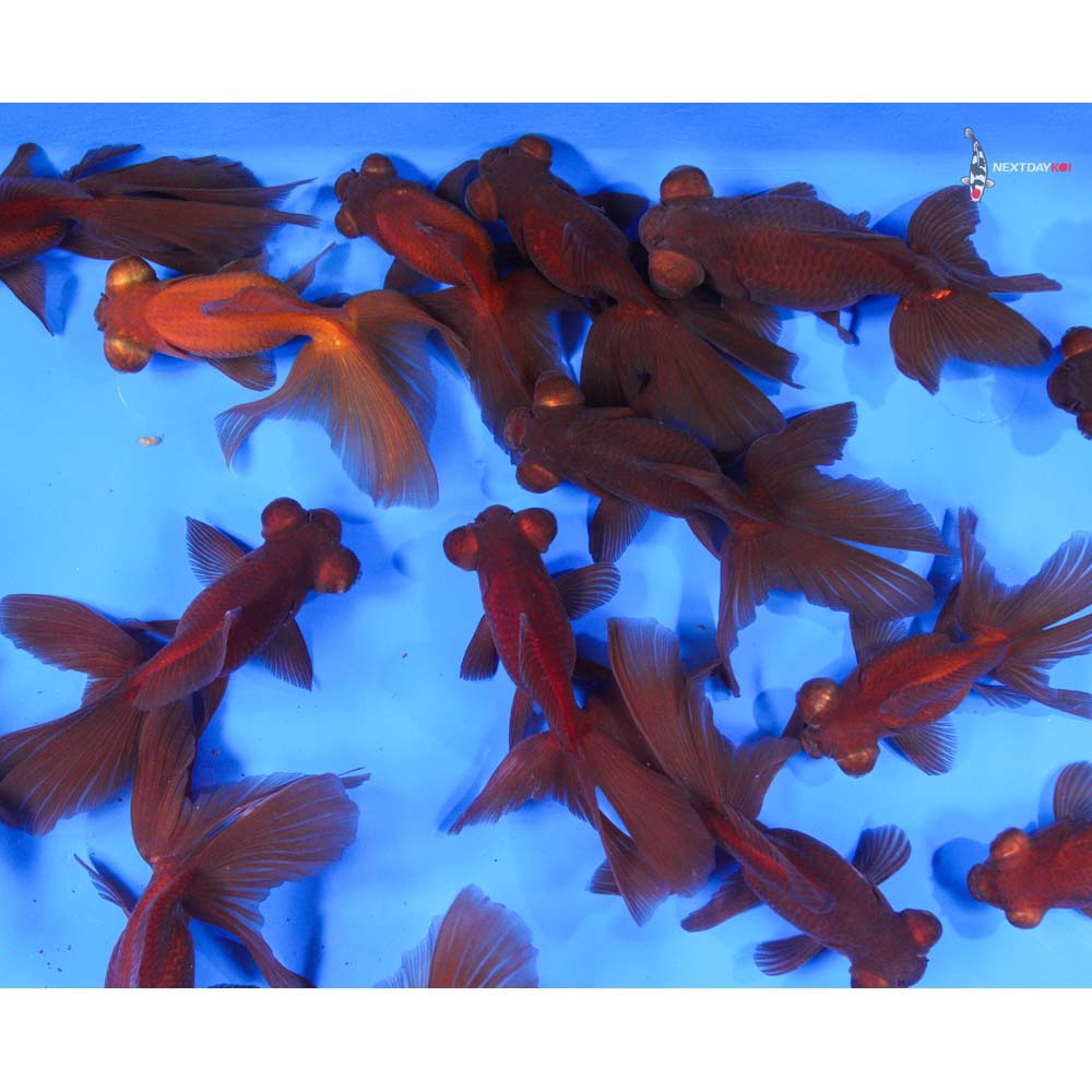 4-5" Imported Chocolate Butterfly Fantail Goldfish | Next Day Koi