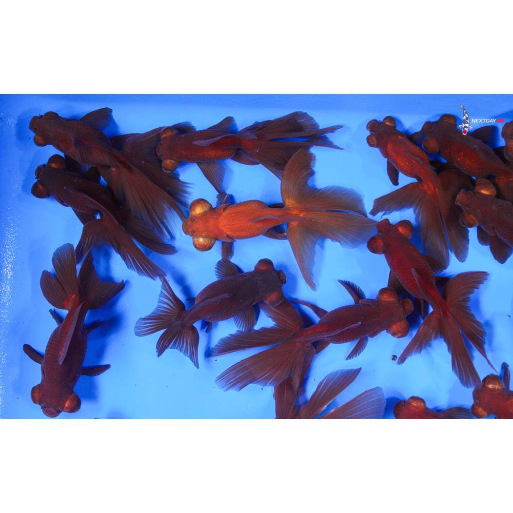 4-5" Imported Chocolate Butterfly Fantail Goldfish | Koi Fish For Sale