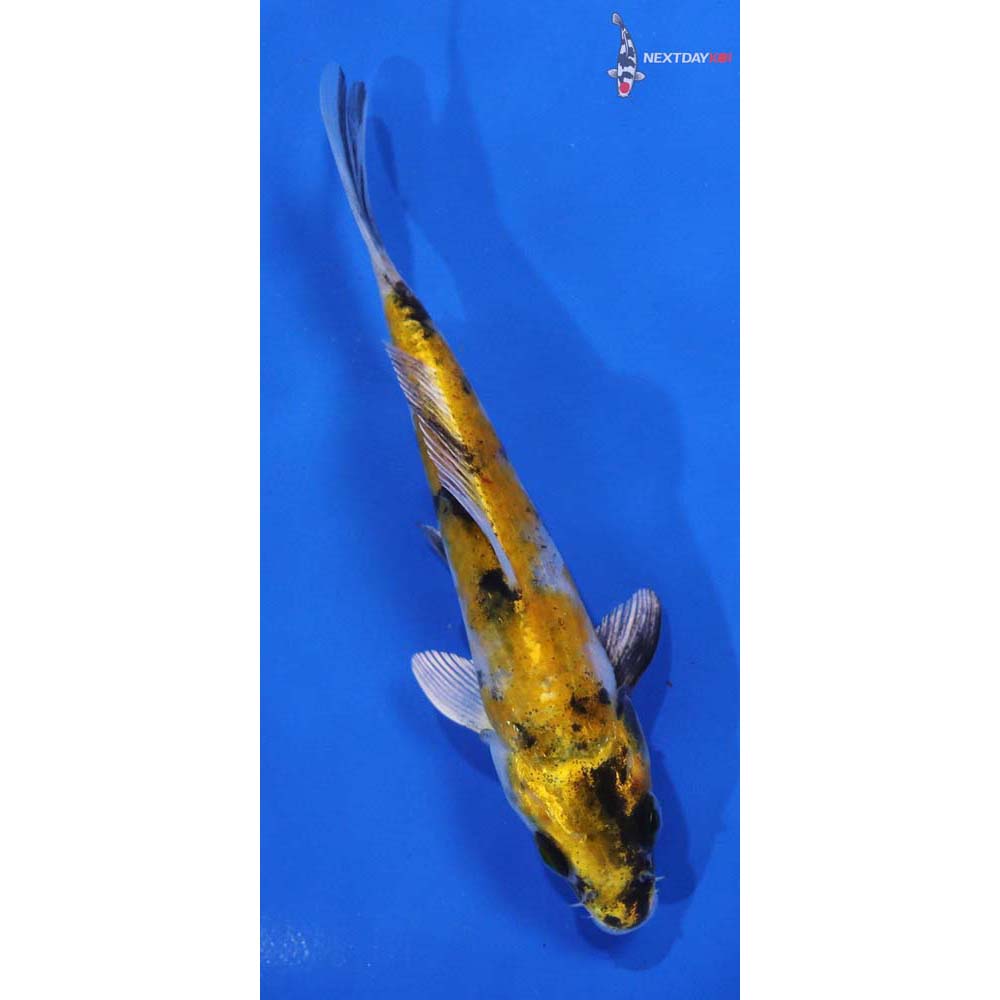 5” Imported Kin Ki Showa | Koi Fish For Sale