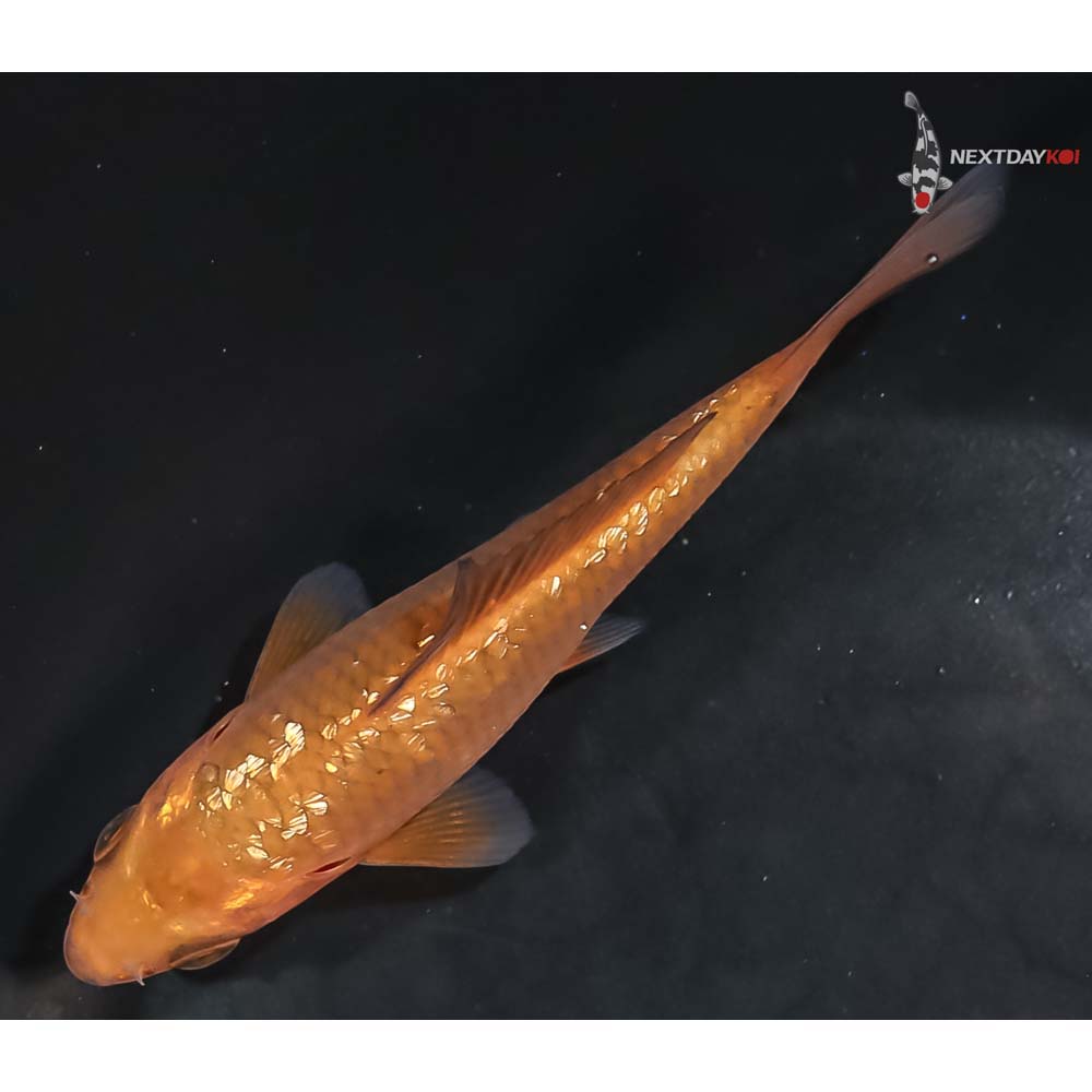 4” Imported Gin Rin Chagoi | Koi Fish For Sale