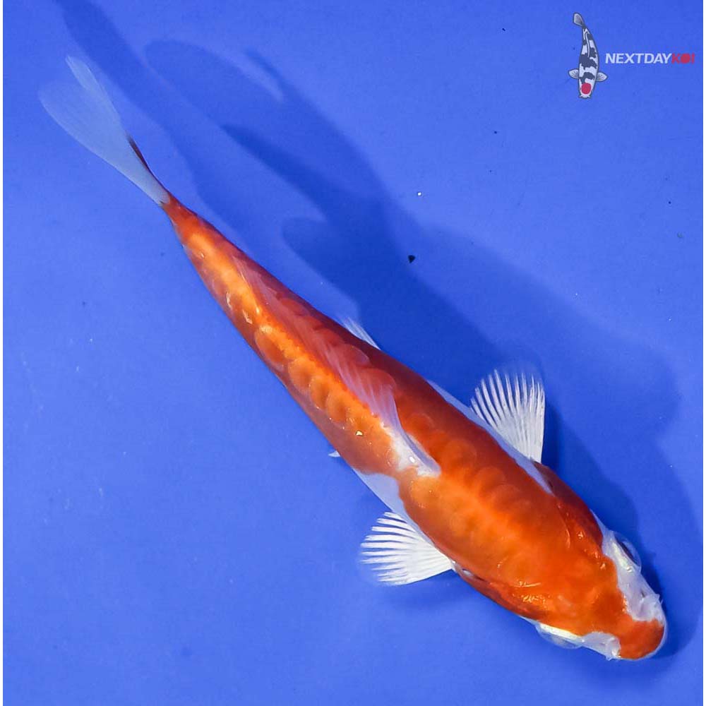 4” Imported Kikusui | Koi Fish For Sale