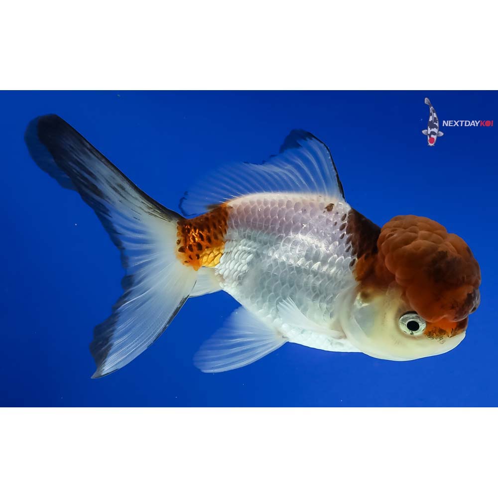 5” Imported Tri Color Panda Oranda | Koi Fish For Sale