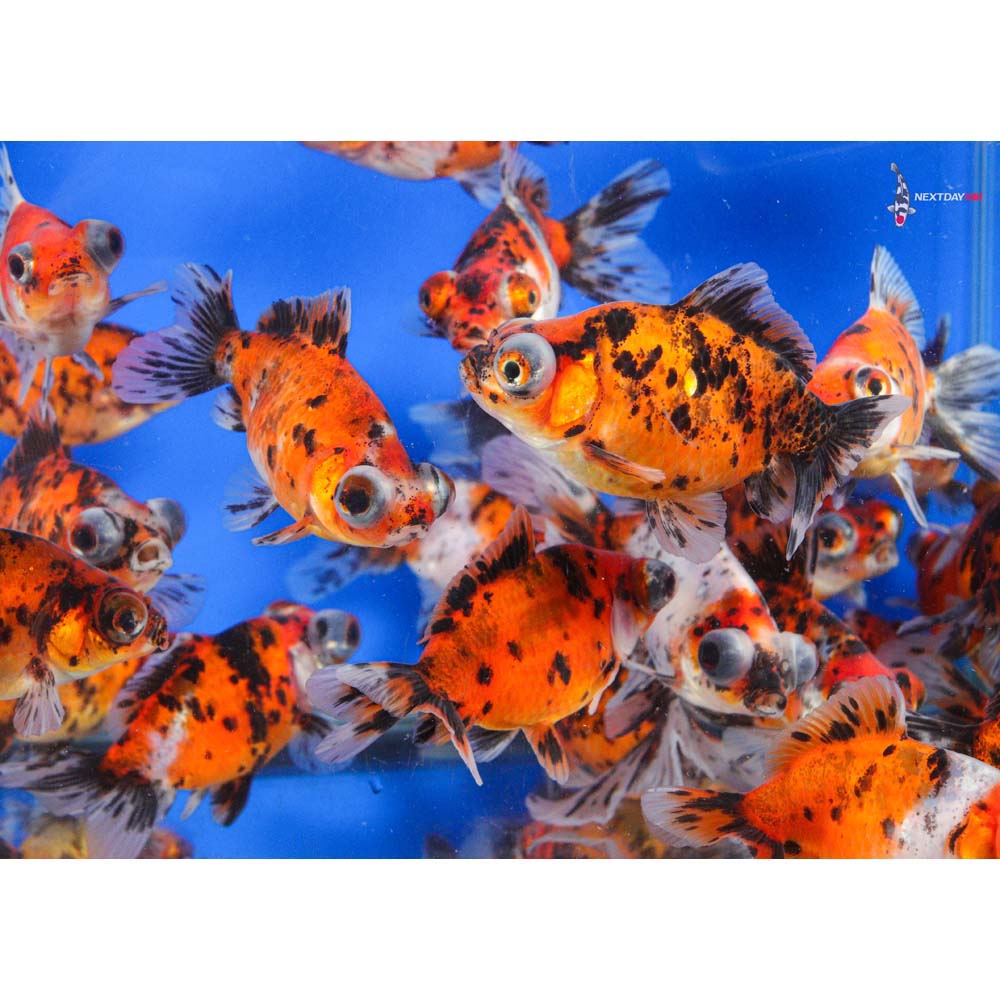 3-4" Imported Calico Moor Goldfish | Next Day Koi