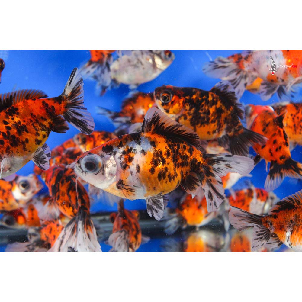 3-4" Imported Calico Moor Goldfish | Next Day Koi